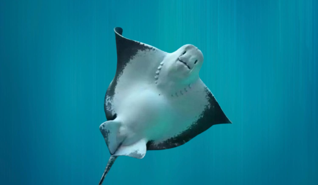 Charlotte the Stingray's Mysterious Pregnancy Captivates the World ...